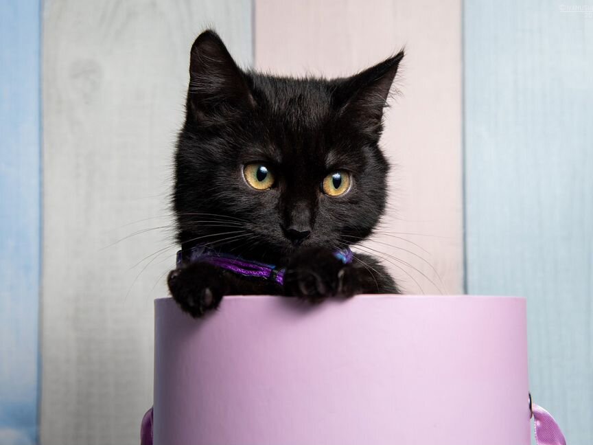 Конфетка Моцарт