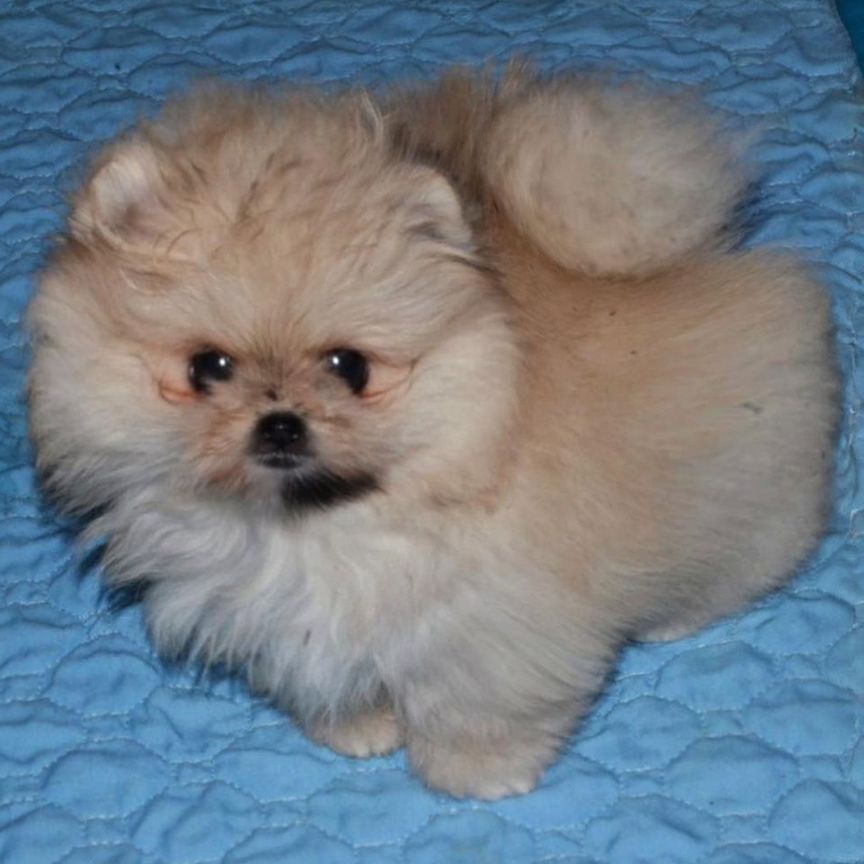 Девочка Шпиц Корейский Тип Вип