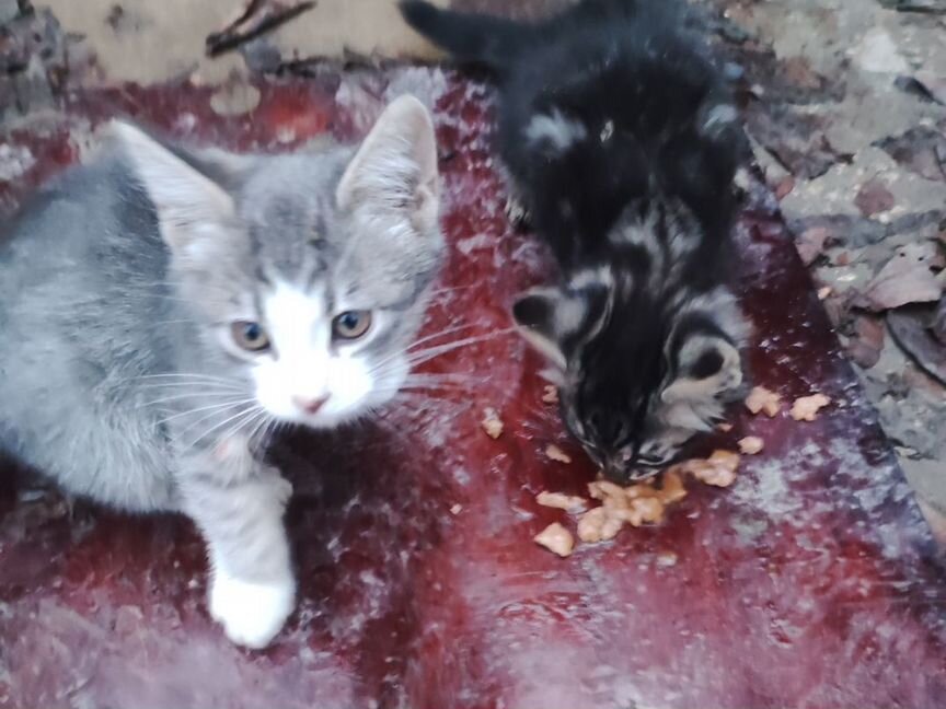 Замерзают малыши