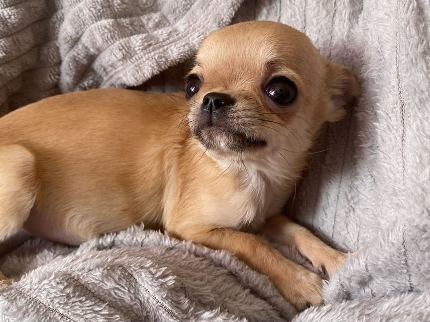 Рыжая девочка чихуахуа