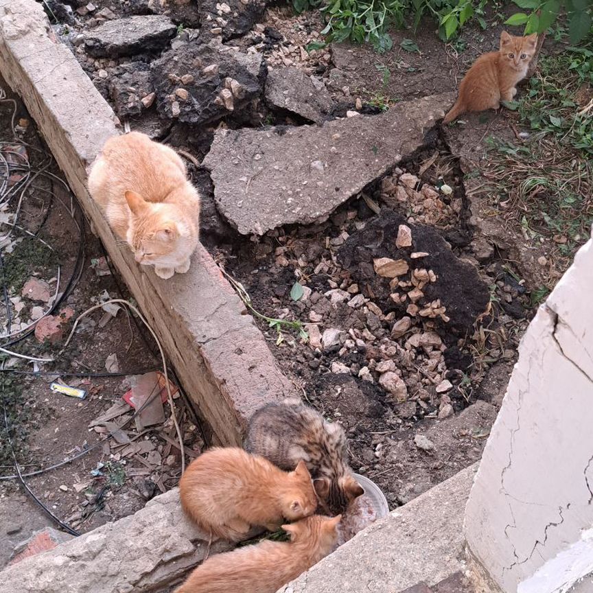 Котята в добрые руки