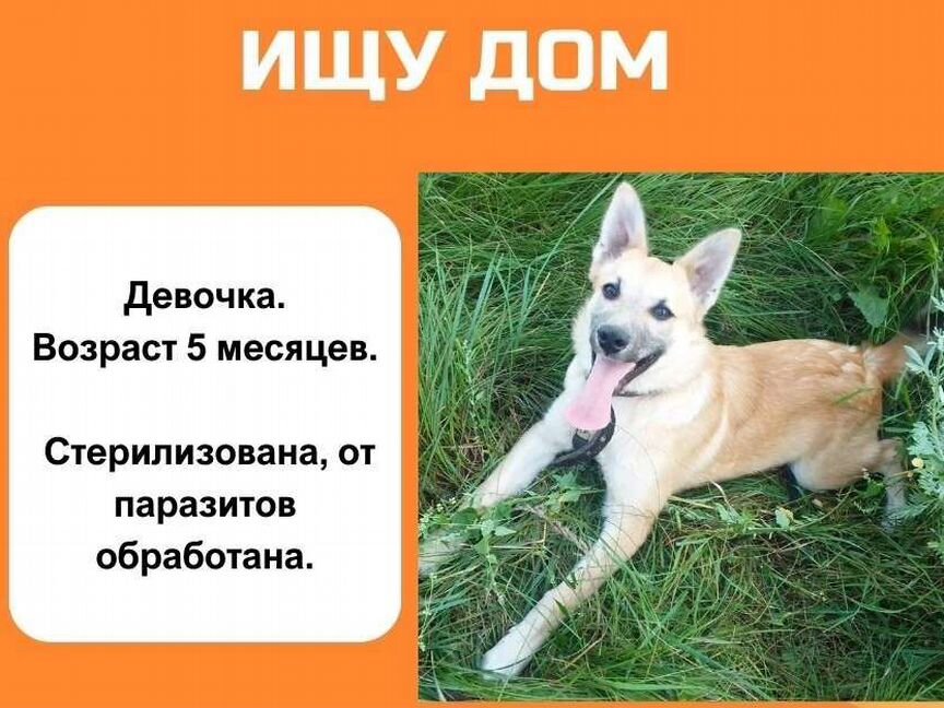 Собака щенок стерилизованная 5.5мес