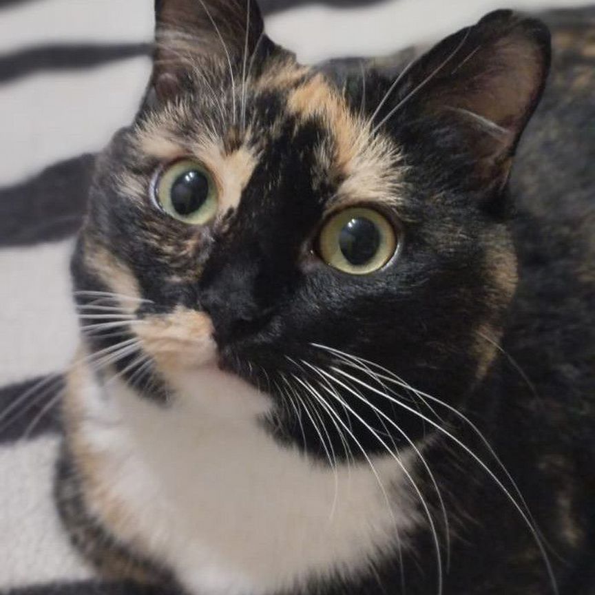 Красавица в семью