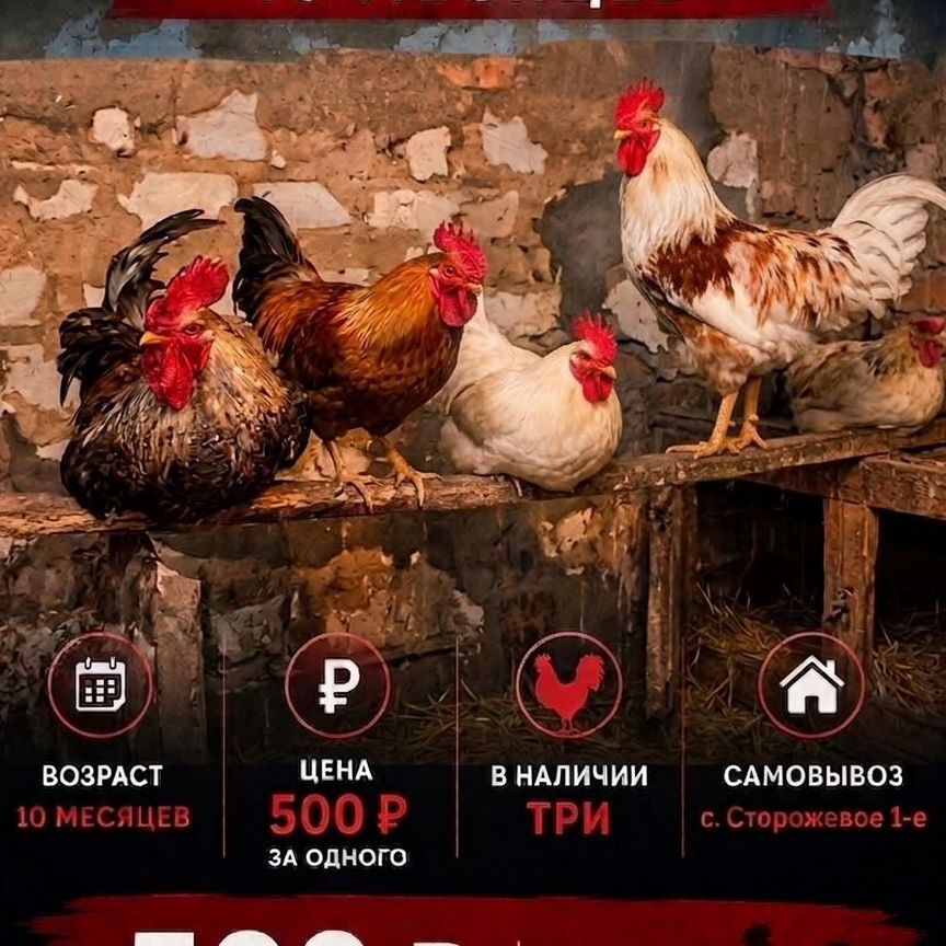 Молодые петухи (10 мес) в стадо или на мясо