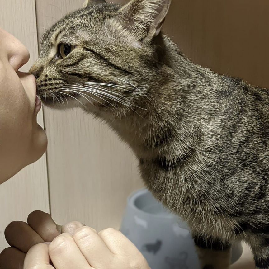 Милый молодой котик