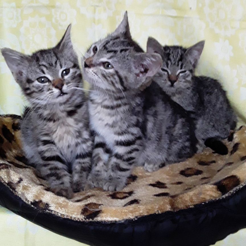 Спасенные котята в добрые руки