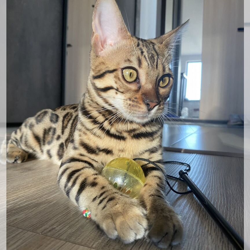 Продам бенгальскую кошку