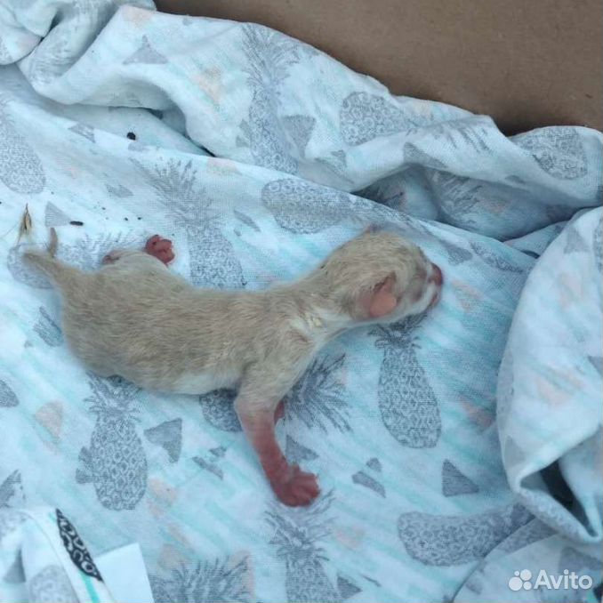 Кормящая кошечка