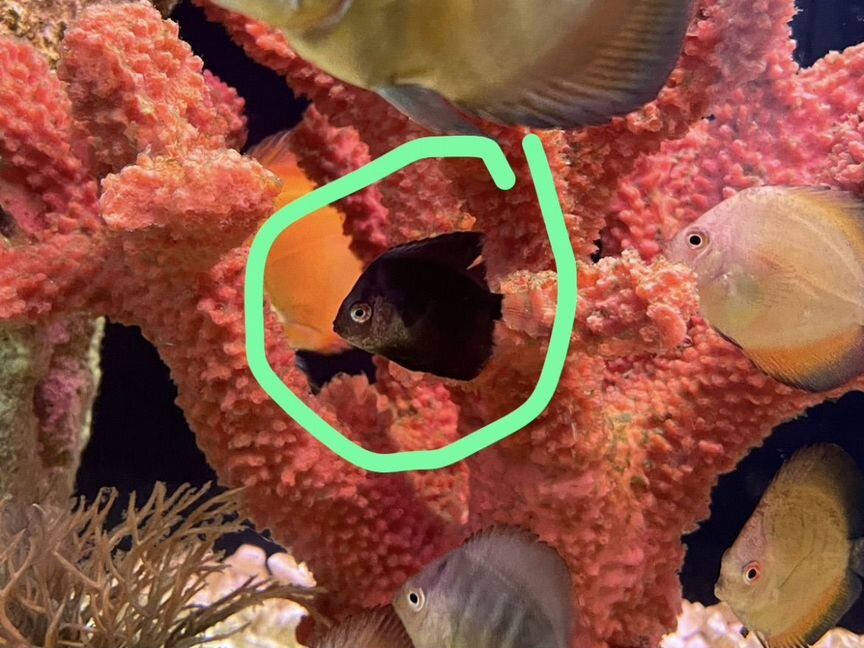 Рыба дискус малёк