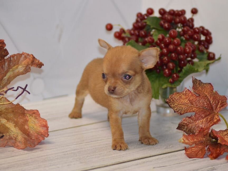 Мини солнышко