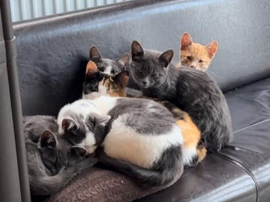Котята 5-6 мес бесплатно