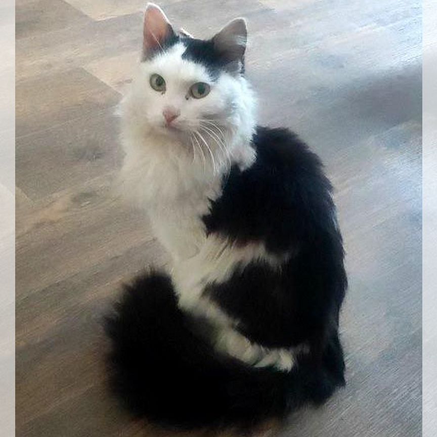 Взрослый кот в добрые руки