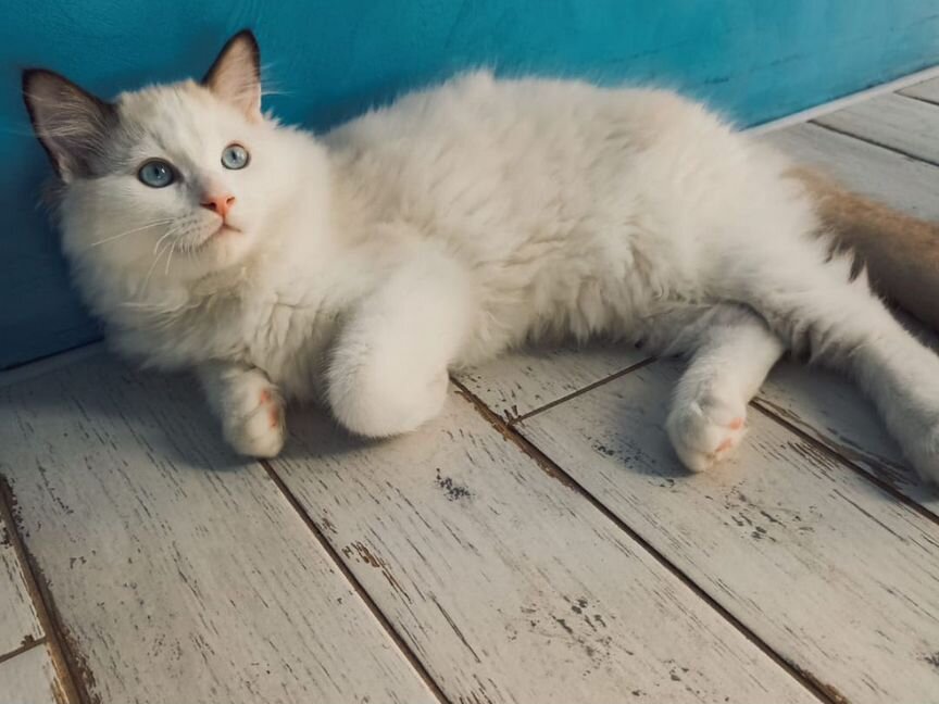 Кот Рэгдолл