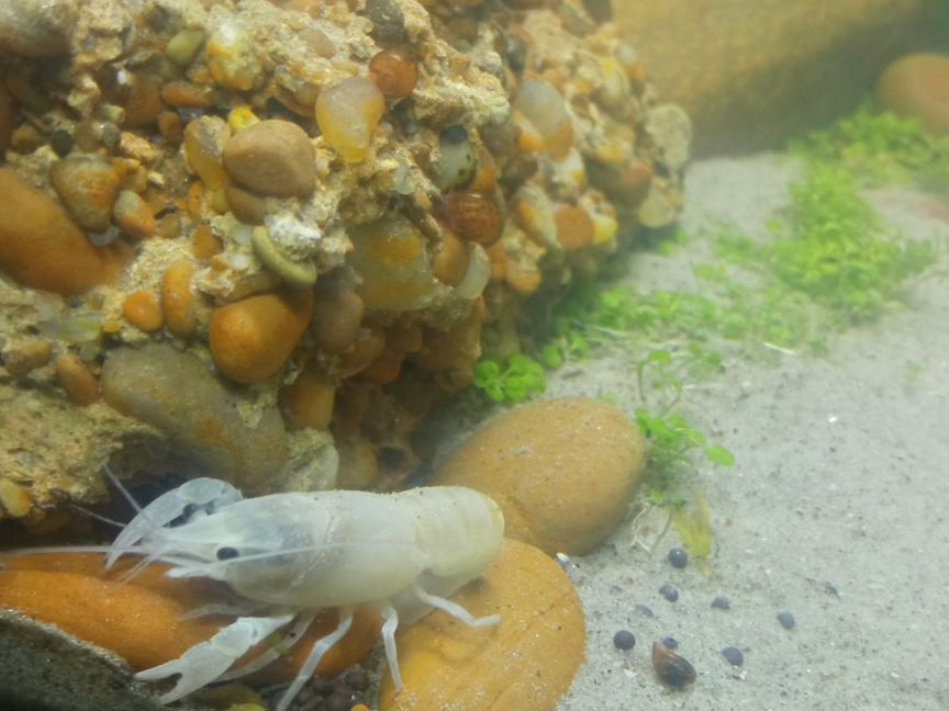 Раки обмен на корм рыбок