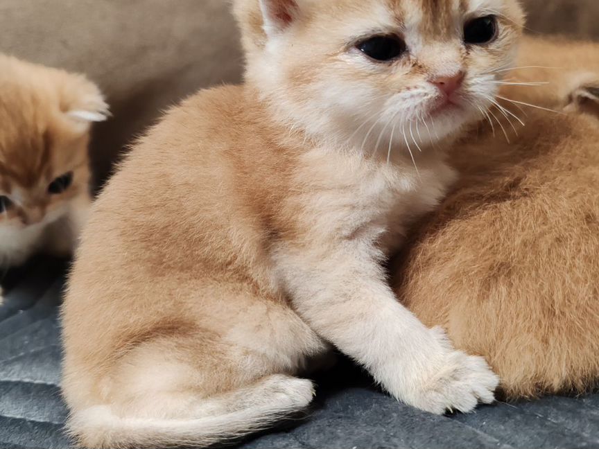 Кошки золотая шиншилла