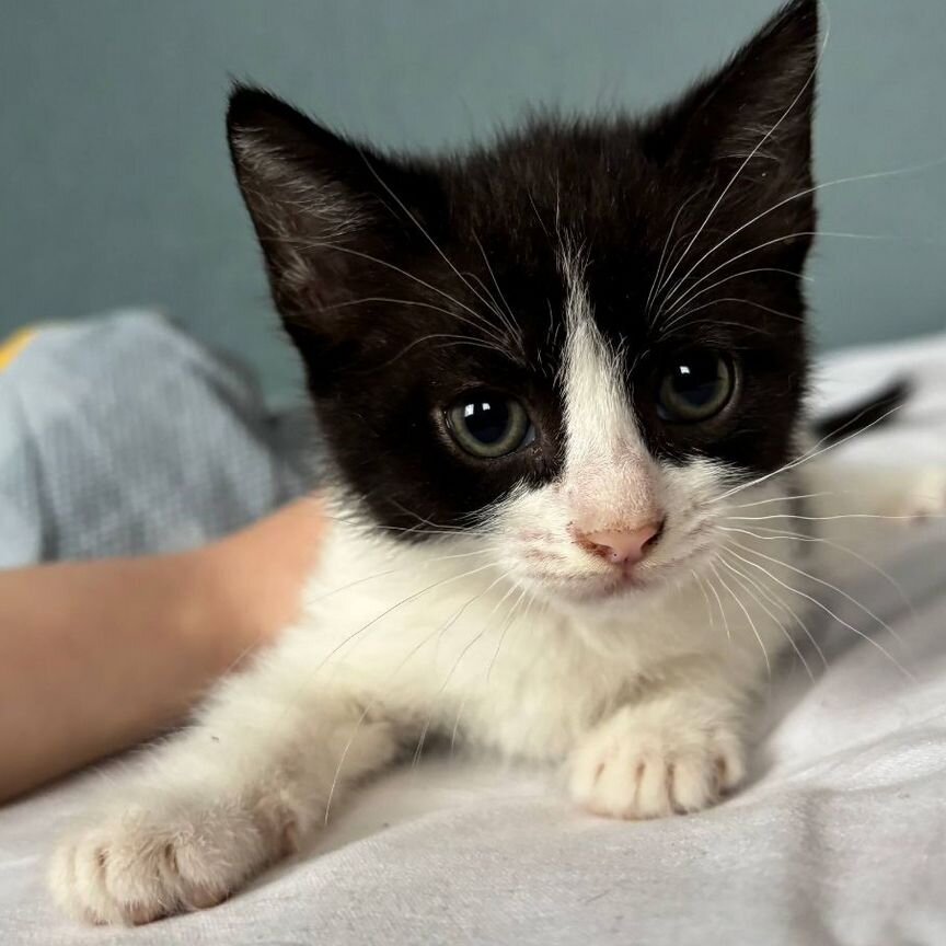 Сибирский котёнок