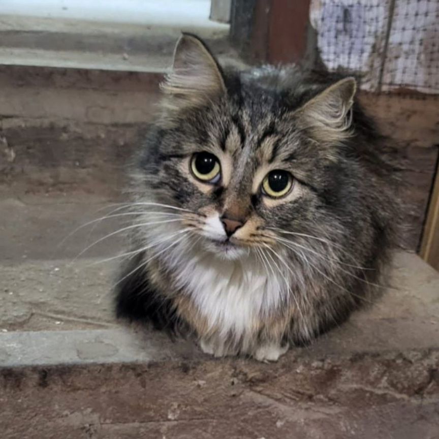 Самая трогательная кошка подвала ищет дом