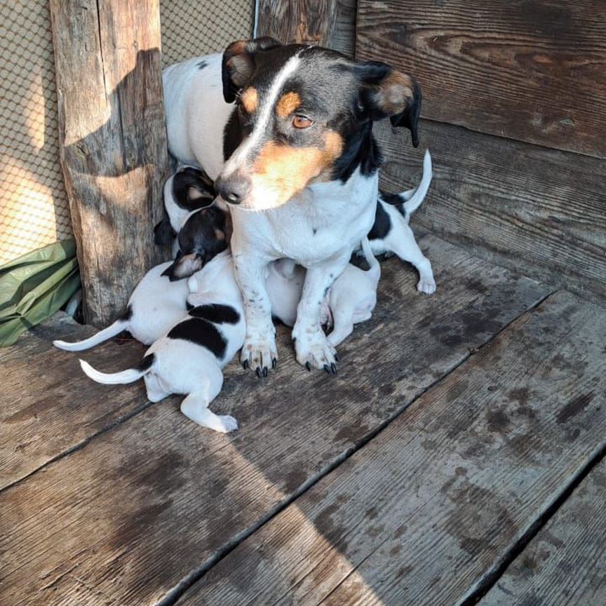 Отдам щеночков в хорошие руки