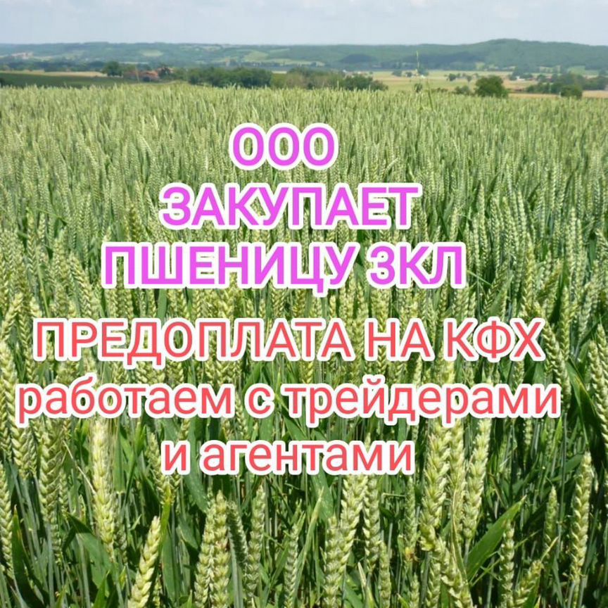 Пшеница 3кл