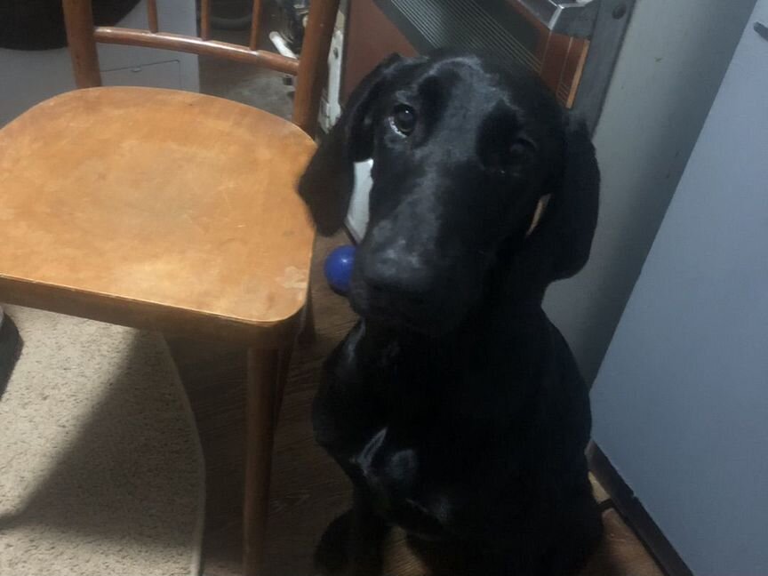 Собака доберман