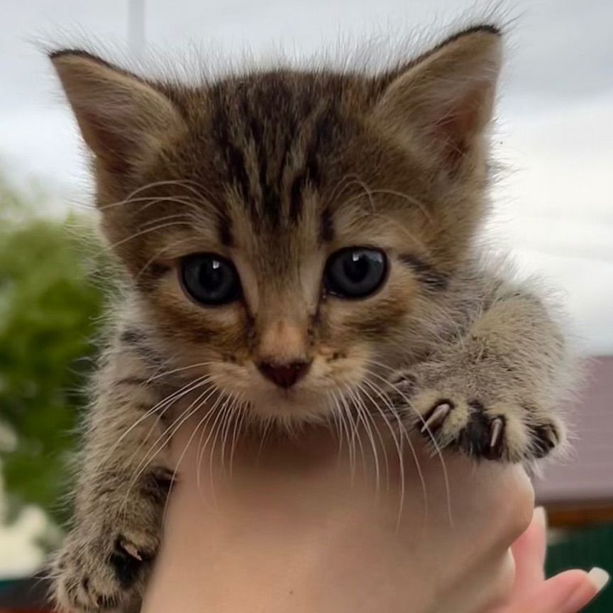 Котёнок в добрые руки