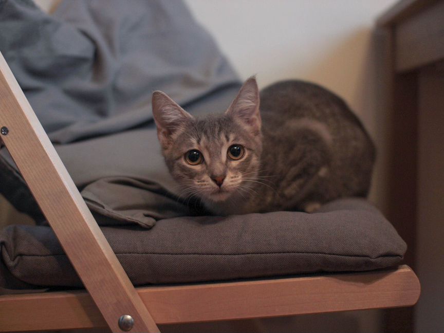Котенок Фиона в добрые руки