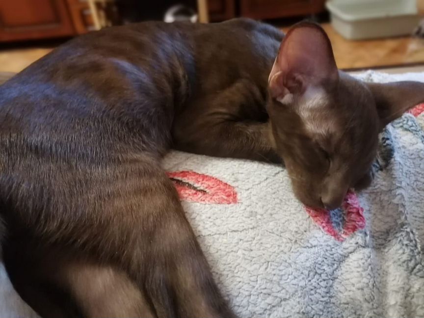 Ориентальные котята