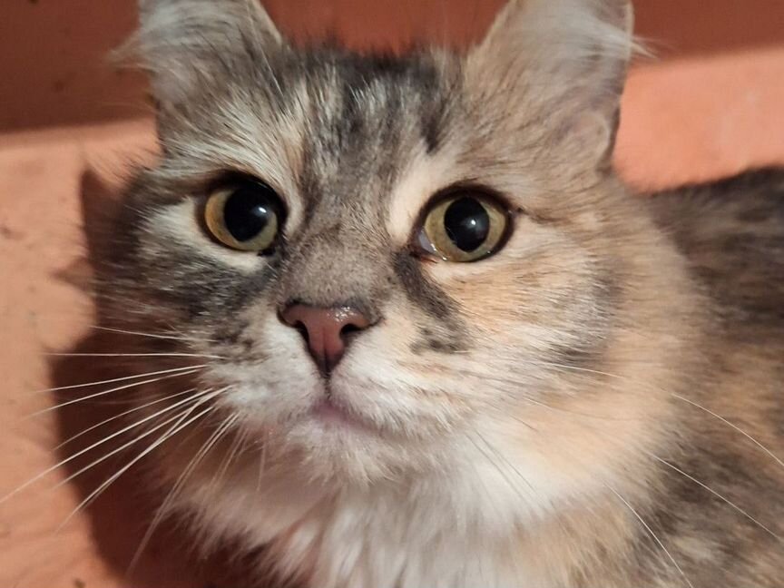 Красивая, нежная кошечка Полинка