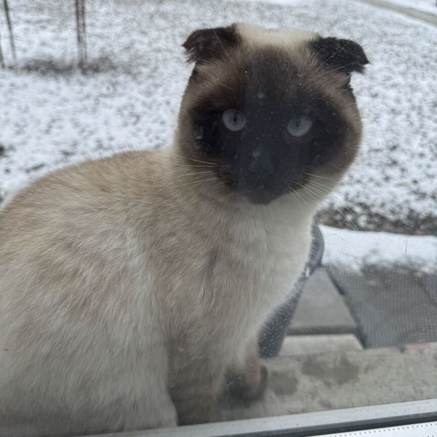 Кот в добрые руки