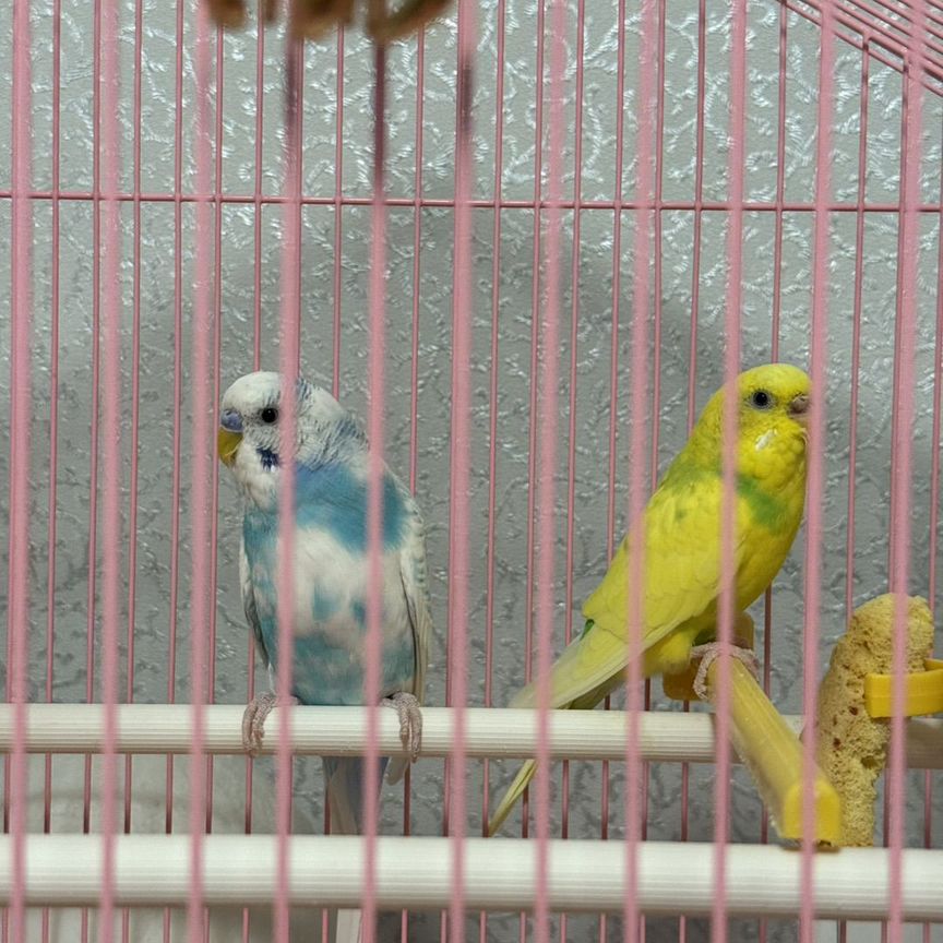 Волнистый попугай