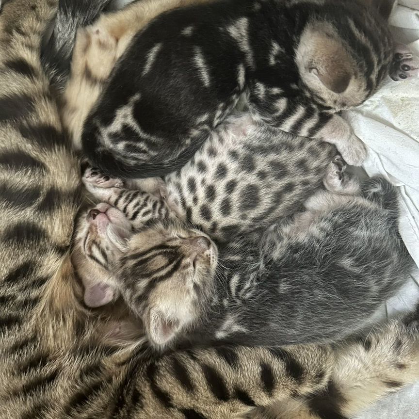 Бенгальские котята к Новому Году