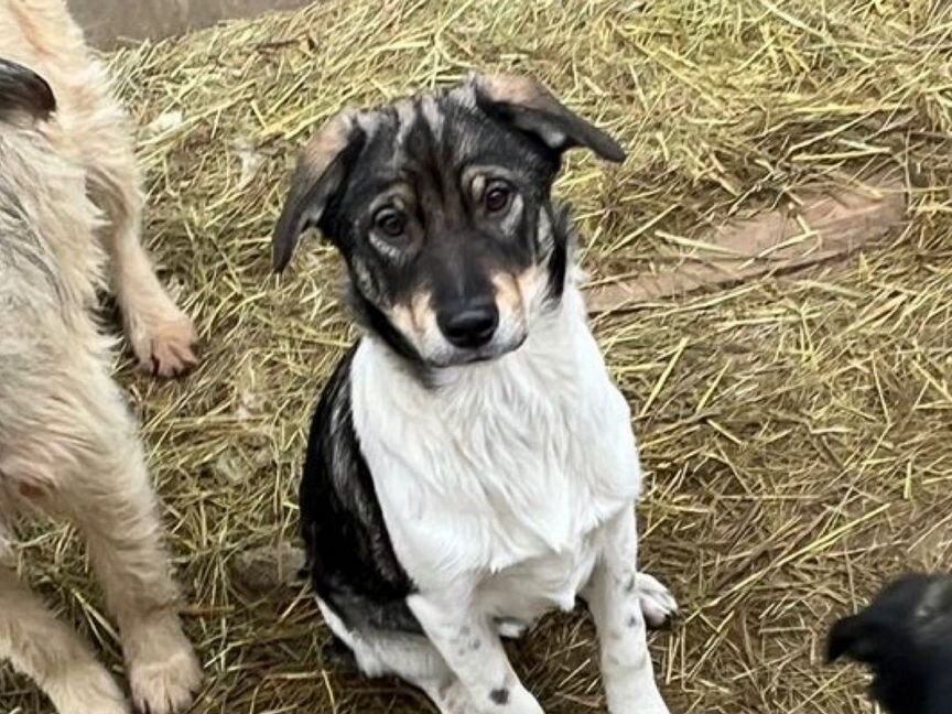 Щенок в добрые руки