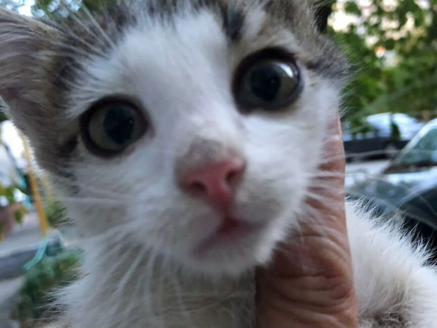 Маленький котенок мальчик ищет родителей