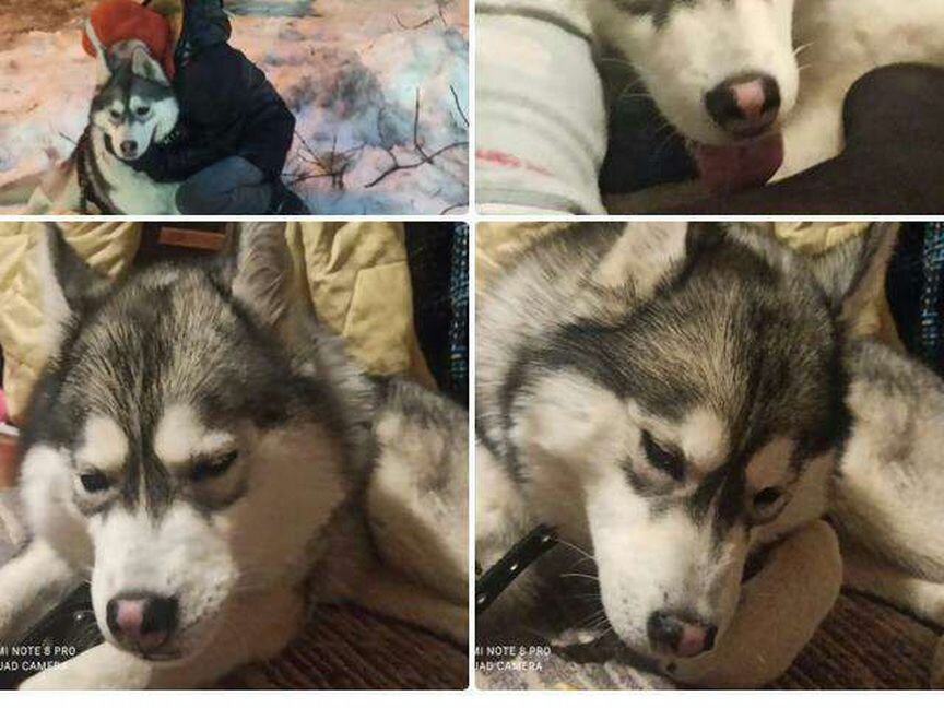 Хаски с телеценра потеряшка