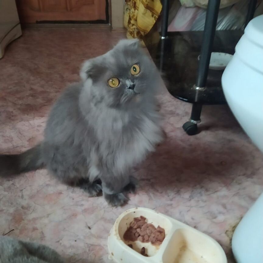 Кошка в добрые руки