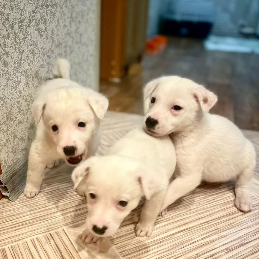 Щенки
