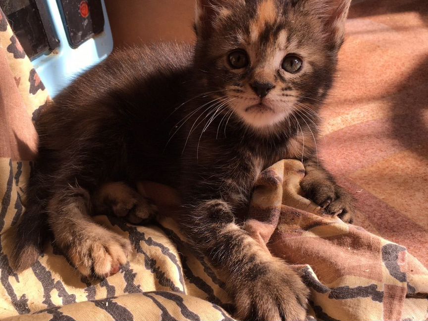 Кошечка мейн-кун, бронь