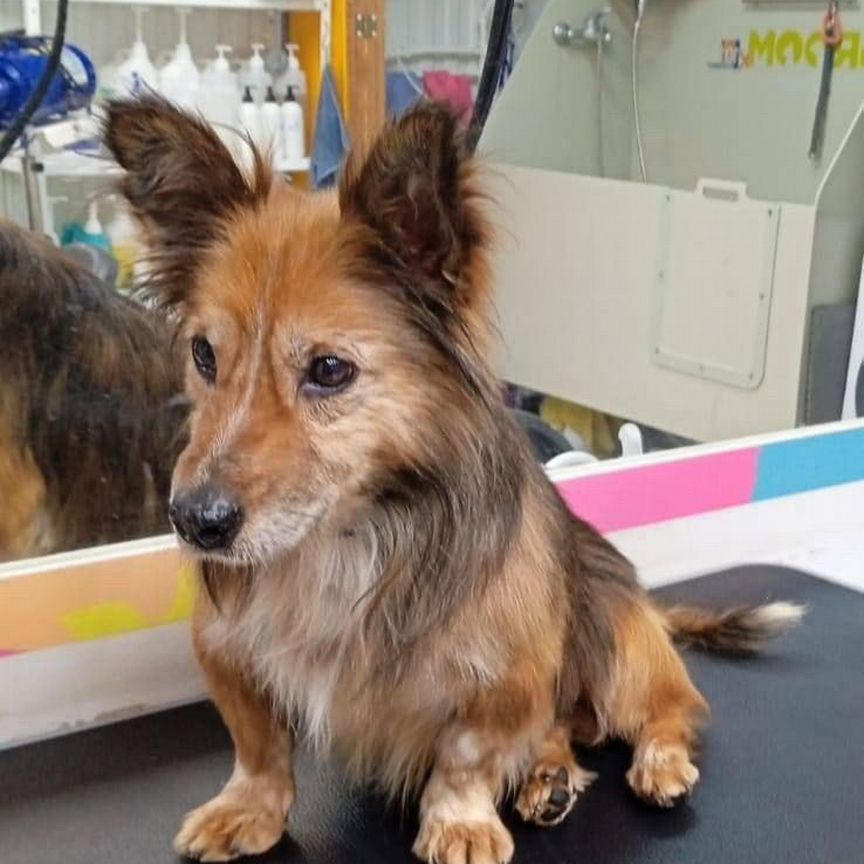 Собака доставка