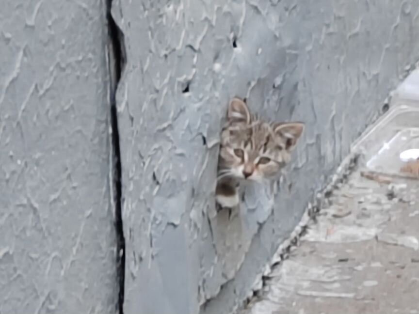 Маленькие котята погибают на улице