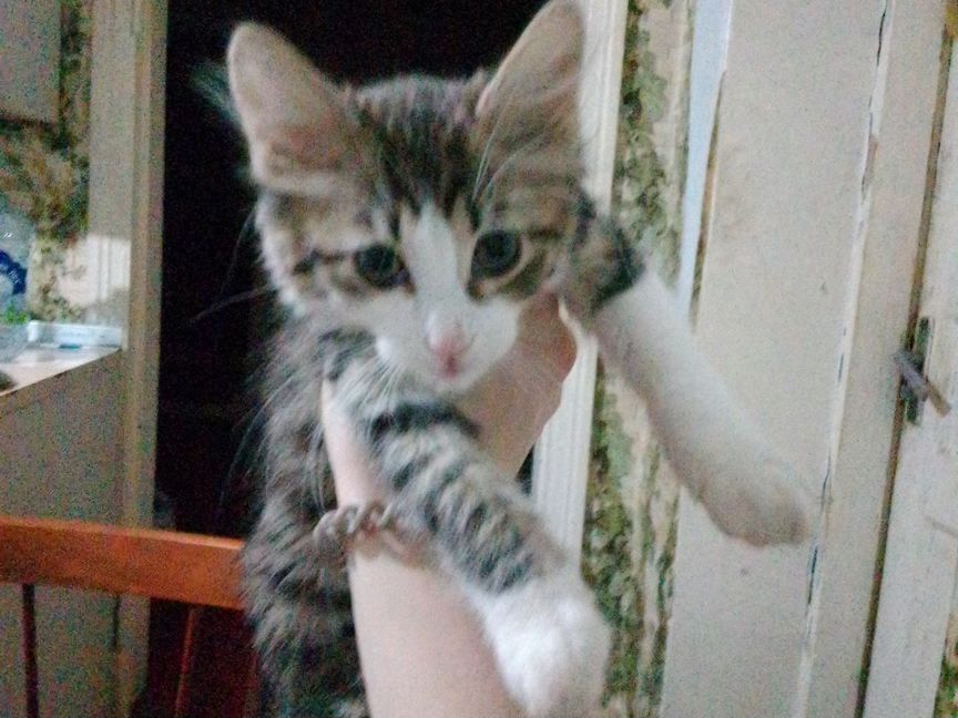 Кошка невская маскарадная