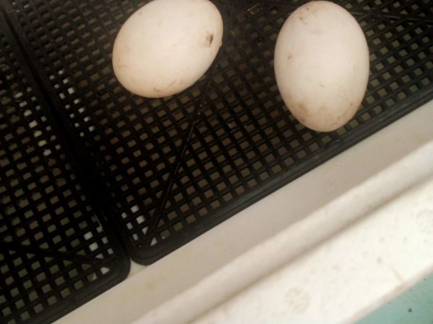 Яйцо индоутки