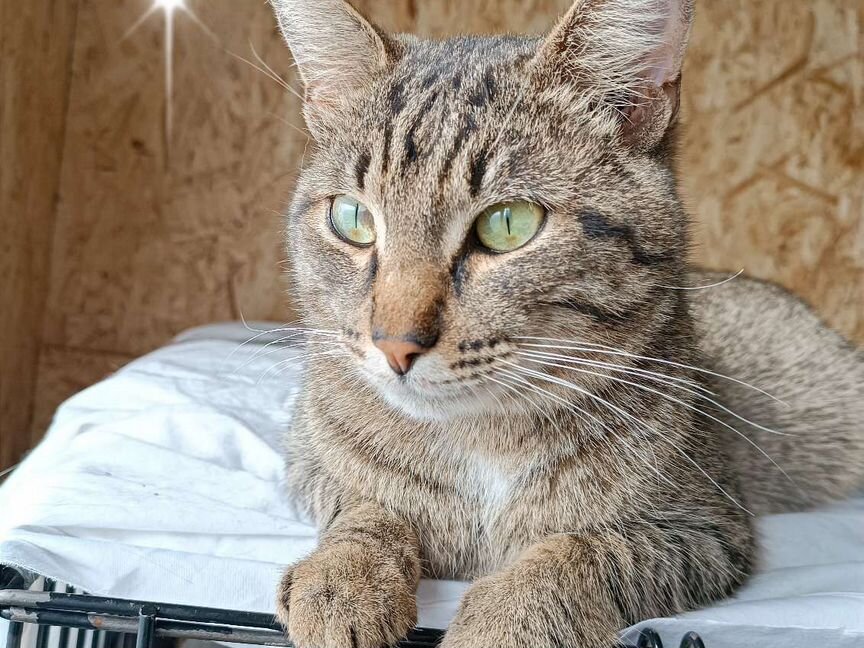 Кот Иваныч