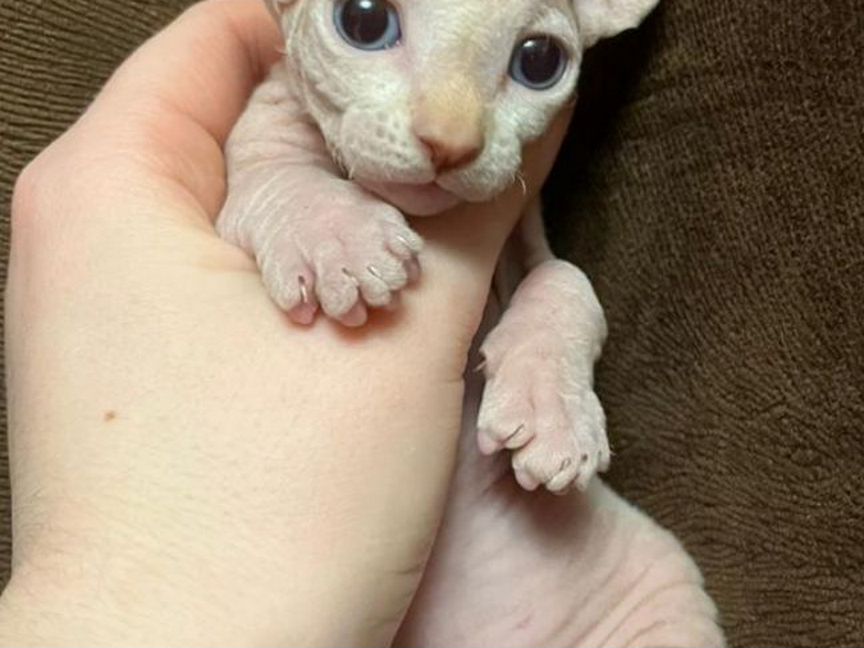 Донской сфинкс котята