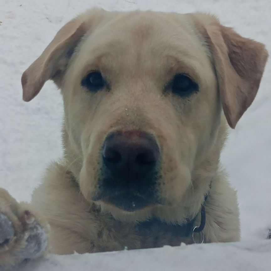 Лабрадор-ретривер, щенок