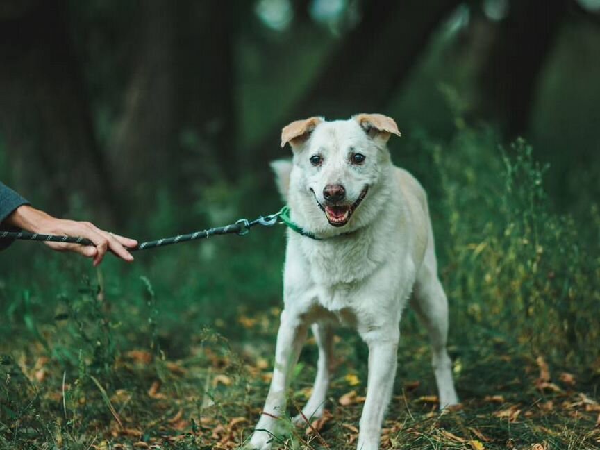 Пёс Снежок очень ищет дом и семью