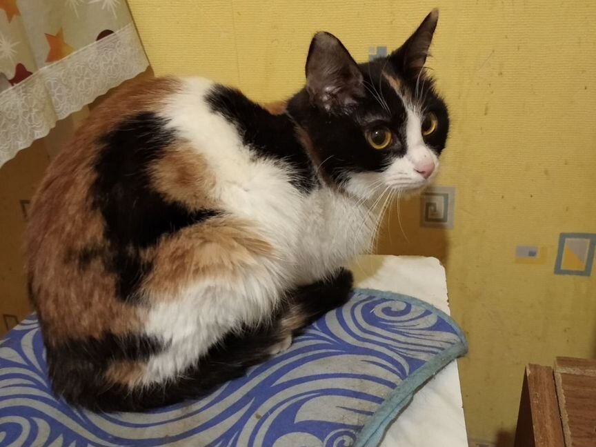 Трехцветная кошка