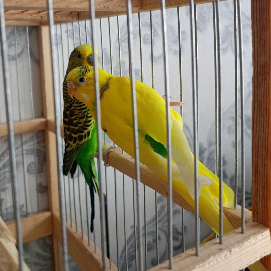 Волнистый попугай