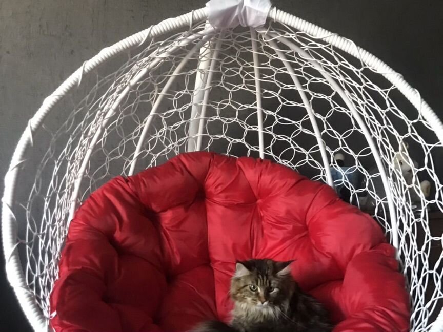 Ищем жениха