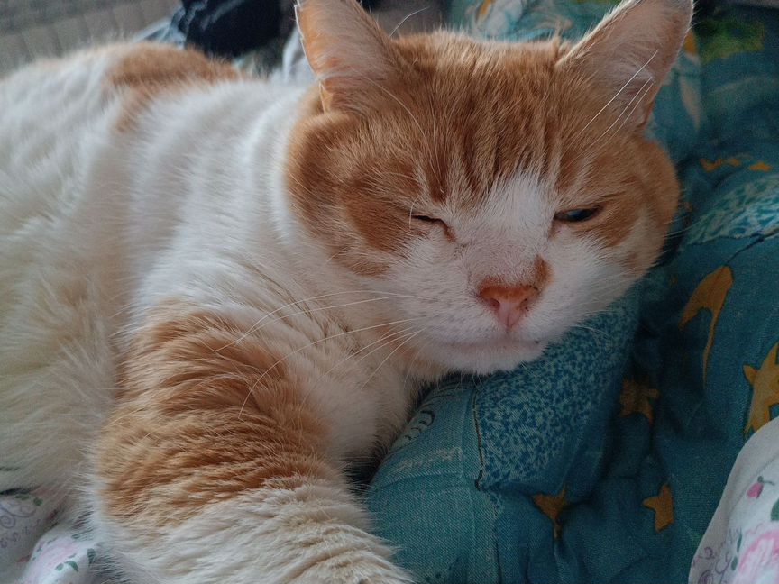 Домашний котик