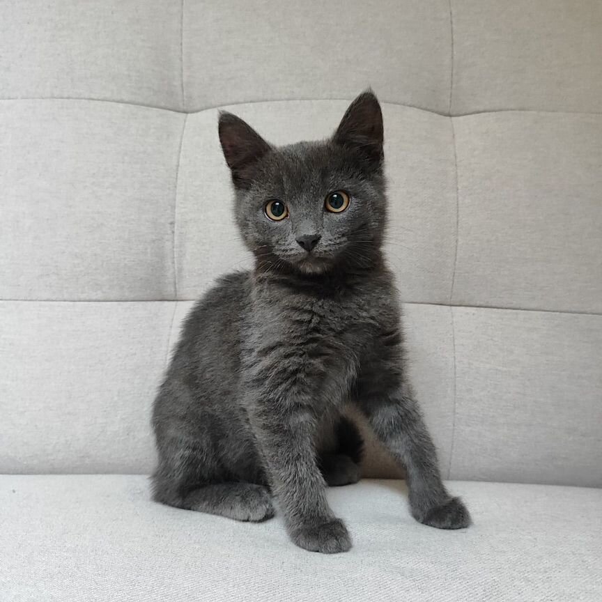 Котята в дар